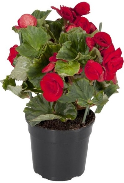 Rüzgar Botanik Kırmızı Katlı Begonya Fidanı Saksılı