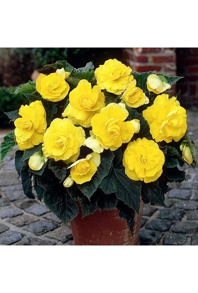 Rüzgar Botanik Sarı Katlı Begonya Fidanı Saksılı 10 cm 30 cm Rüzgar Botanik Sarı Katlı Begonya Fidanı Saksılı 10 cm 30 cm