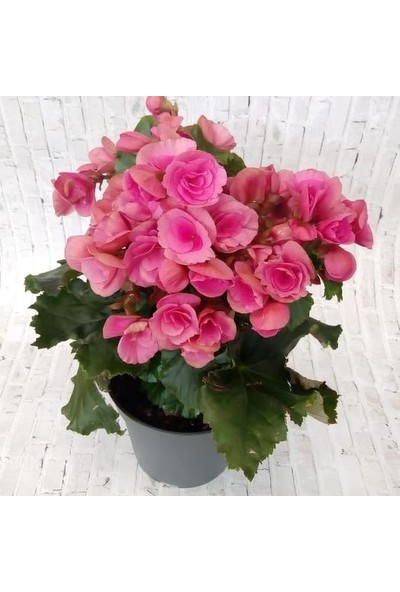 Rüzgar Botanik Pembe Katlı Begonya Fidanı Saksılı 10 cm 30 cm Rüzgar Botanik Pembe Katlı Begonya Fidanı Saksılı 10 cm 30 cm