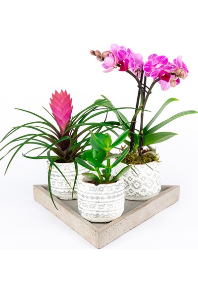 Hediyemsi Üçgen Serisi Mix Saksıda Mutluluk