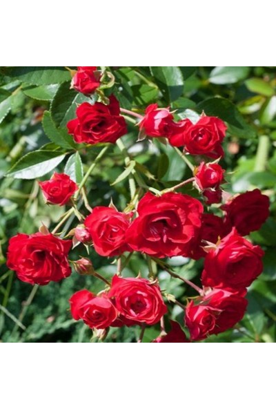 Rüzgar Botanik Kırmızı Çardak Gülü Fidanı Saksılı Minyatür 150 cm