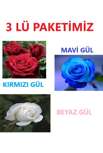 Ucuzluk Diyarı 1 Adet Kırmızı Gül + 1 Adet Mavi Gül + 1 Adet Beyaz Gül Fidanı Tüplüdür