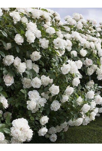 İstanbulmuz 2'li Tüplü Gül Fidanı (Sarı) Yediveren Kokulu