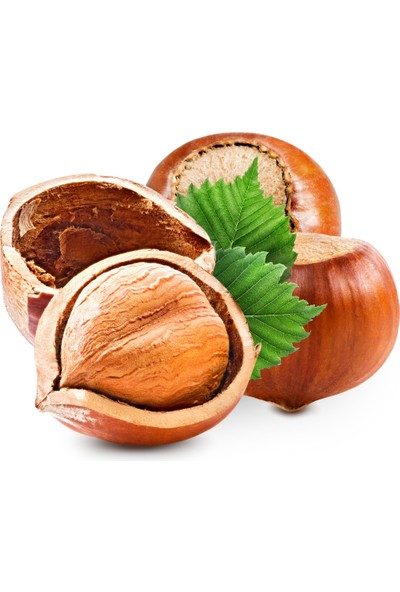 Şanguloğlu Tarım Fındık Fidanı Tombul Tüplü 3 Yaş