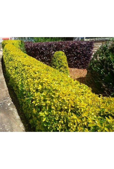 Tunç Botanik Gold Taflan 5'li Sarı Çit Bitkisi Tunç Botanik Gold Taflan 5'li Sarı Çit Bitkisi
