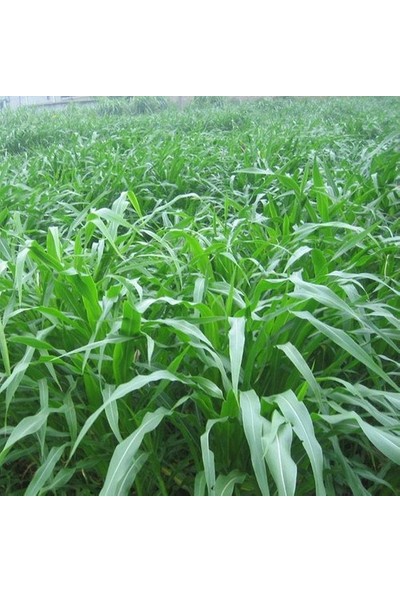 Akran Tarım Akrantarım Sorgum Sudan Otu Tohumu 25 kg