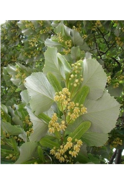 Istanbulmuz Ihlamur Fidanı 3 4 Yaş