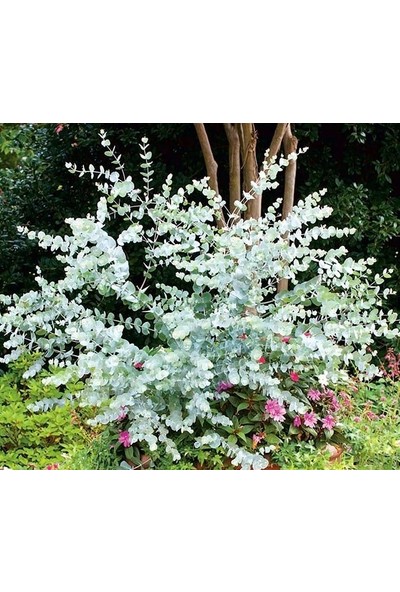 Mavi Okaliptus Fidanı 5 Adet