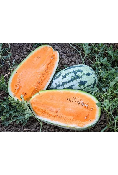 Farm Life 5'li Atalık Turuncu Karpuz Tohumu Farm Life 5'li Atalık Turuncu Karpuz Tohumu