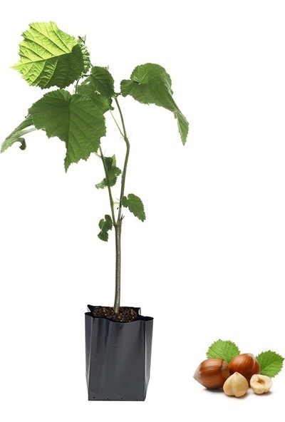 Cegel Ziraat Giresun Yağlısı Fındık Fidanı Tüplü Yaklaşık 80 cm 2 Yaşında Cegel Ziraat Giresun Yağlısı Fındık Fidanı Tüplü Yaklaşık 80 cm 2 Yaşında