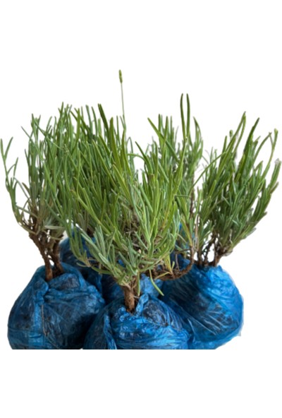 Eget Lavanta Fidesi Köklü Dikime Hazır