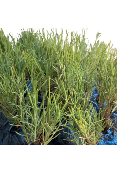 Eget Lavanta Fidesi Köklü Dikime Hazır