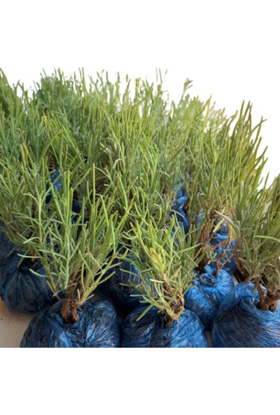 Eget Lavanta Fidesi Köklü Dikime Hazır