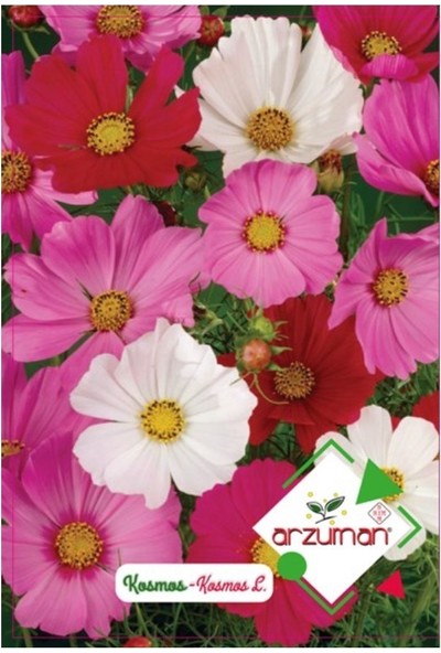 Arzuman Süs Bitki Kosmos Çiçek Tohumu