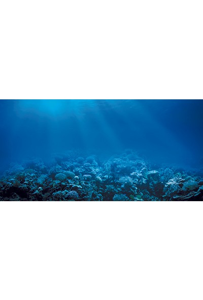 Kanki Pet Akvaryum Arka Fon Yapıştırma 125 x 63 cm Kanki Pet Akvaryum Arka Fon Yapıştırma 125 x 63 cm
