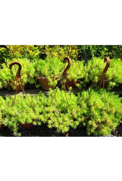 Moda Botanik 45'li Sarı Dam Koruğu Sedum Moda Botanik 45'li Sarı Dam Koruğu Sedum