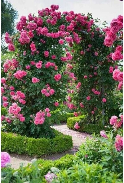 İstanbulmuz Aşılı Sarmaşık Gül Fidanı