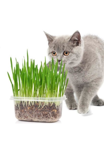 Tvet Karışımlı Topraklı Kedi Çimi