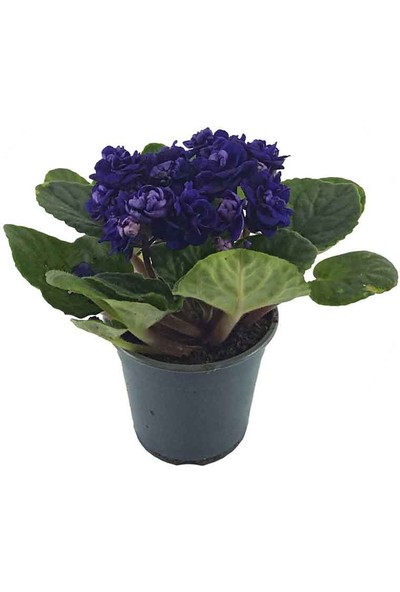 Palmiye Saintpaulia Purple - Afrika Menekşesi (10 cm Saksıda) Palmiye Saintpaulia Purple - Afrika Menekşesi (10 cm Saksıda)