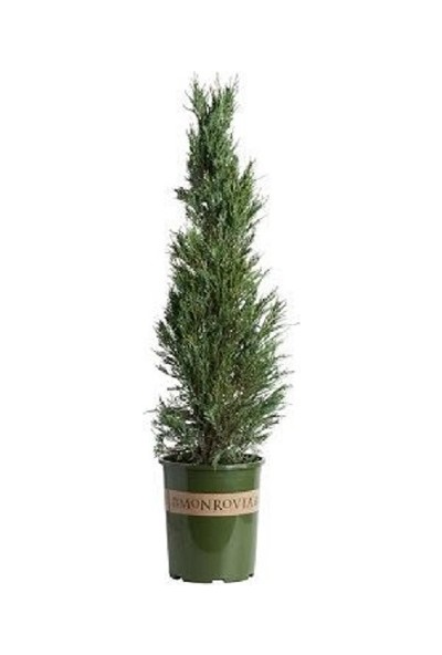 Fidan İstanbul Juniperus Scopulorum Skyrocket Dik Ardıç Fidanı, 40-60 cm Saksıda