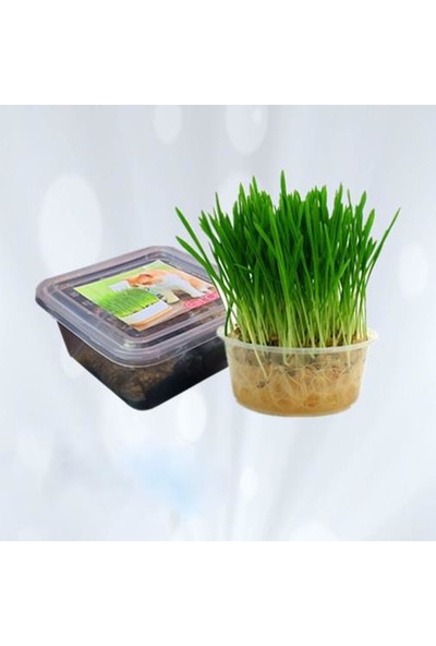 Tvet Doğal Özel Karışımlı Topraklı Kedi Çimi 8 Paket