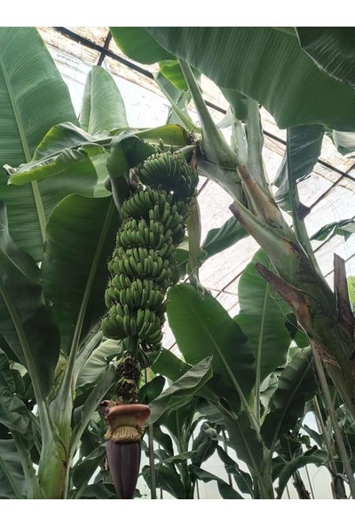 3 Metre Boyunda Muz Ağacı
