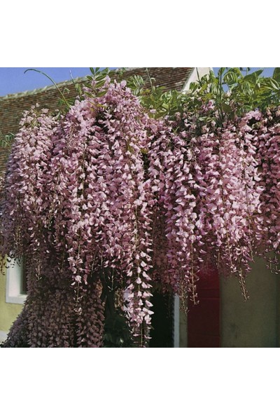Fidanistanbul Wisteria Brachybotrys Showa Beni Pembe Salkım 150 cm Saksıda Fidanistanbul Wisteria Brachybotrys Showa Beni Pembe Salkım 150 cm Saksıda