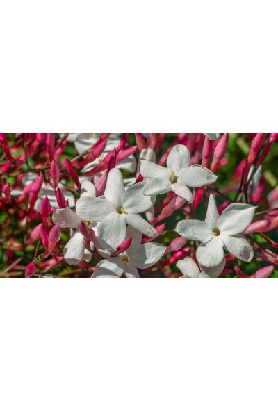 Fidanistanbul Jasminum Polyanthum Pepita Pembe Beyaz Izmir Yasemini Fidanı 120 cm Saksıda Fidanistanbul Jasminum Polyanthum Pepita Pembe Beyaz Izmir Yasemini Fidanı 120 cm Saksıda