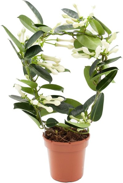 Fidanistanbul Çemberli Madagaskar Yasemini Saksıda