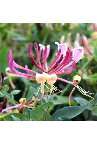 Fidanistanbul Lonicera Japonica Repens Purpurea Himalaya Hanımeli Fidanı 60 80 cm Saksıda