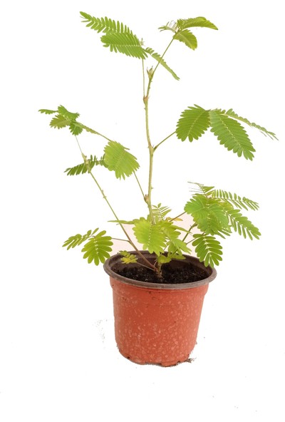 Fidanova Küstüm Çiçeği Mimosa Pudica Fidanova Küstüm Çiçeği Mimosa Pudica