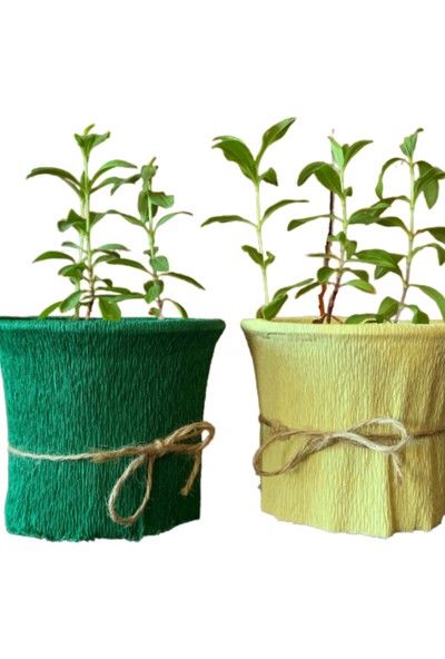 Eget Saksıda Katmerli Sabunçiçeği 2 Saksı