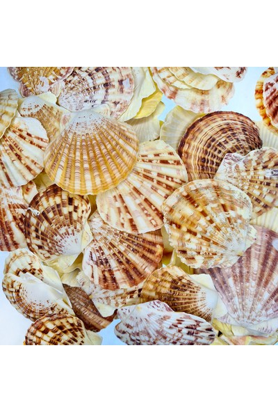 Gerçek Deniz Kabuğu 250 gr Paket Pecten Mascarensıs