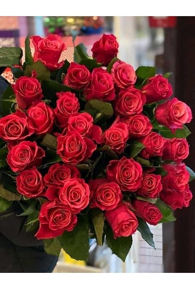 İstanbulmuz Tüplü Gül Fidanı Yediveren Sarmaşık Kokulu