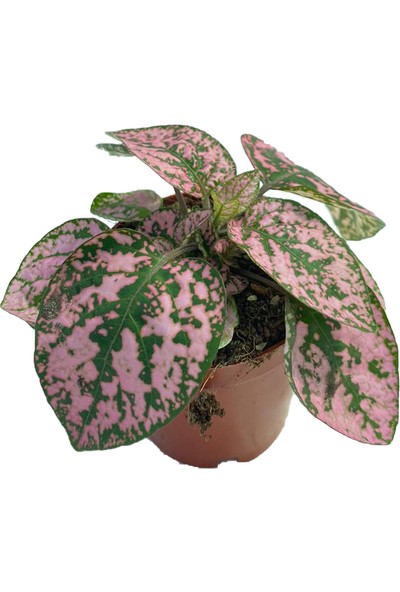 Sukulent Bahçem Fittonia - Açık Pembe - Yeşil Renkli (5,5 cm Saksıda) Sukulent Bahçem Fittonia - Açık Pembe - Yeşil Renkli (5,5 cm Saksıda)