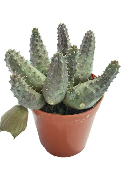 Sukulent Bahçem Huernia Angolensis - 5,5 cm Saksıda Leş Kaktüsü