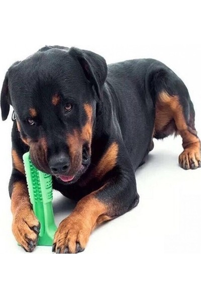 Blue Home's Köpek Diş Fırçası Isırma Aparatı Küçük Boy Blue Home's Köpek Diş Fırçası Isırma Aparatı Küçük Boy