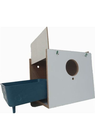 Green Pet Muhabbet Kuşu Yavruluğu