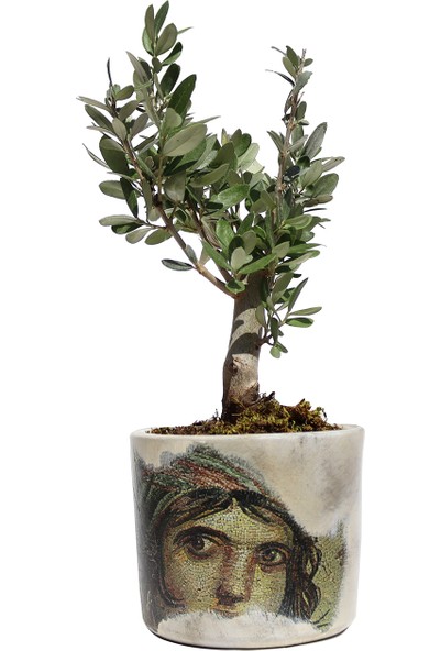 Fideland Zeugma Çingene Kızı Desenli Toprak Saksılı Zeytin