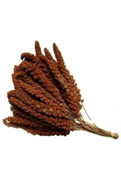 Akvaryum Balık Avm Doğal Kızıl Dal Darı 125GR