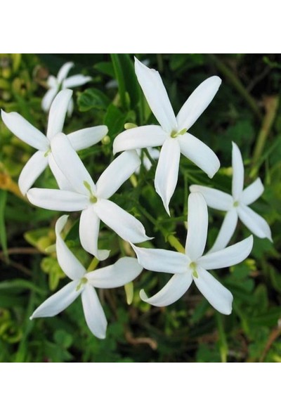 Fidanistanbul Jasminum Azoricum Lemon Limon Kokulu Yasemin, 40-60 Cm, Saksıda Fidanistanbul Jasminum Azoricum Lemon Limon Kokulu Yasemin, 40-60 Cm, Saksıda