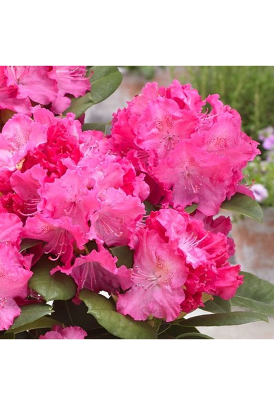 Fidanistanbul Weigela Floribunda Variegata Alacalı Gelin Tacı, Saksıda Fidanistanbul Weigela Floribunda Variegata Alacalı Gelin Tacı, Saksıda