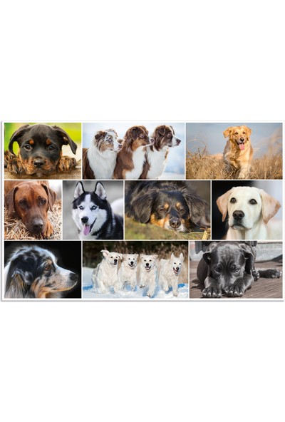 Herma Sümen Takımı - Desk Pad - Köpekler