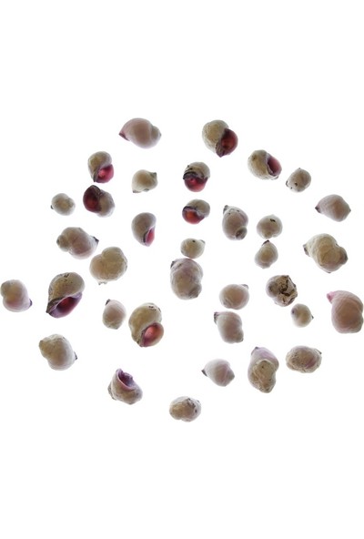 Gardenonya Dekoratif Deniz Kabuğu Purple 110 gr Paketli Gardenonya Dekoratif Deniz Kabuğu Purple 110 gr Paketli