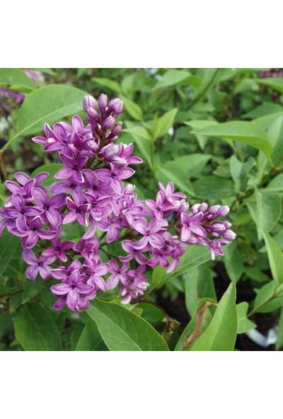 Fidanistanbul Syringa Chinensis Leylak Fidanı, 40-60 Cm, Tüplü