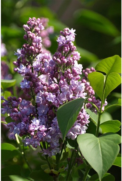 Fidanistanbul Syringa Vulgaris Mor Leylak Fidanı, 120 Cm, Saksıda