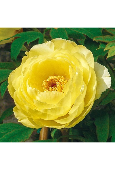 Fidanistanbul Paeonia Suffruticosa High Noon Sarı Çiçekli Ağaç Şakayık, 30-50 Cm, Ithal, Saksıda