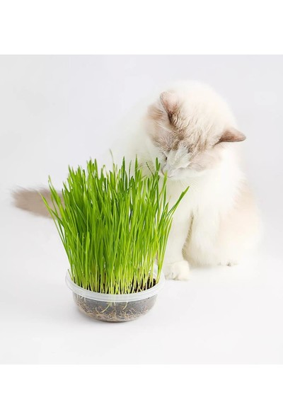 Tvet Özel Karışımlı Topraksız Kedi Çimi