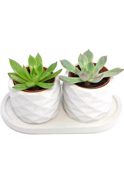 Taş Rüyası Beton Sukulent Saksı 3'lü Set + Çiçek
