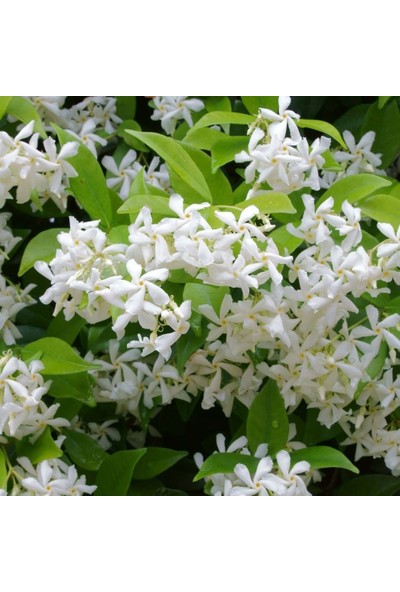 Fidanistanbul Rhyncospermum Jasminoides Star Arap Yasemini, 30-50 Cm, Saksıda Fidanistanbul Rhyncospermum Jasminoides Star Arap Yasemini, 30-50 Cm, Saksıda